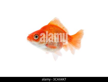One small beautiful goldfish isolated on white Stock Photo - Alamy