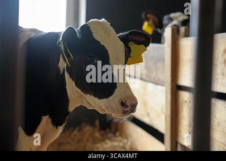 Cute calf inside cowshed in dairy farm Stock Photo - Alamy