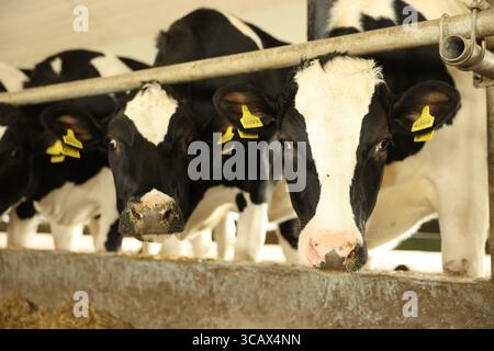 Cute cows near fence inside cowshed in dairy farm Stock Photo - Alamy