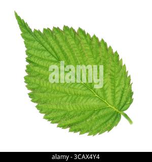 One green raspberry leaf isolated on white Stock Photo - Alamy