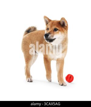 Cute Shiba Inu dog on white background, collage Stock Photo - Alamy