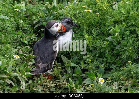 Puffling looks out from burrow and spreads wings under the watchful ...