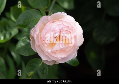 Rose Ausrumba, rose Gentle Hermione, shrub rose, shallow-cupped, pale ...