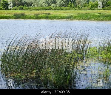 Reed aquatic plant on a background of blue sky. Water reed against the ...