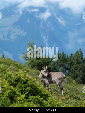Alpine ibex on a background of swiss mountains, Steinbock Switzerland ...