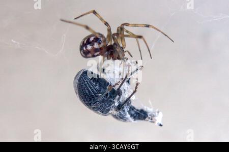 Natures Food Chain Stock Photo - Alamy