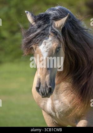 Appaloosa horse - portrait Stock Photo - Alamy