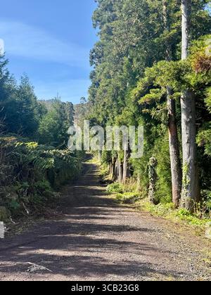 A landscape featuring a lush green forest and trees in nature ...