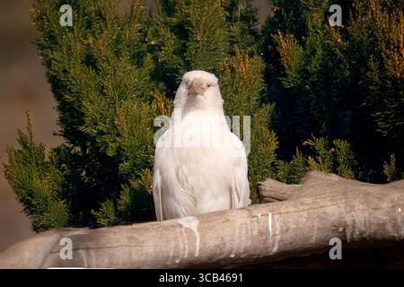 the albino magpie is all white Stock Photo - Alamy