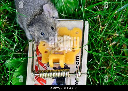 Dead mouse rodent in house or home, vermin Stock Photo - Alamy