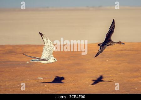 Peregrine falcon in flight hunting a duck against clear blue sky ...
