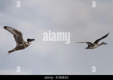 Peregrine falcon in flight hunting a duck against clear blue sky ...