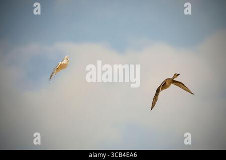Peregrine falcon in flight hunting a duck against clear blue sky ...