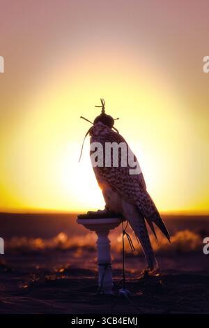Silhouette of a falcon at sunset in the desert, symbolizing traditional ...