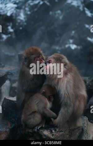The iconic snow monkeys of Japan, Nagano, Japan Stock Photo - Alamy