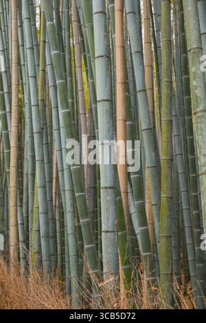 A plantation of bamboo plants in the forest Stock Photo - Alamy