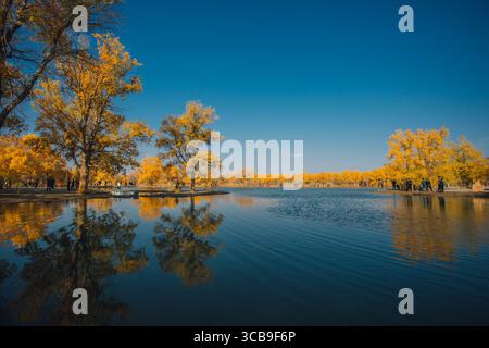 Populus euphratica forest in autumn Stock Photo - Alamy