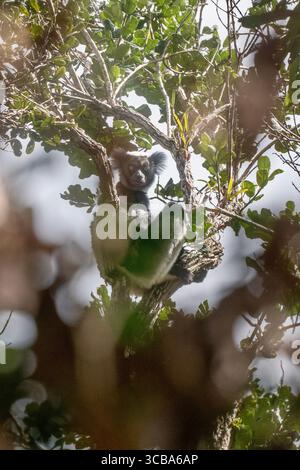 A female Indri Indri holding her baby high in the rainforest canopy of ...