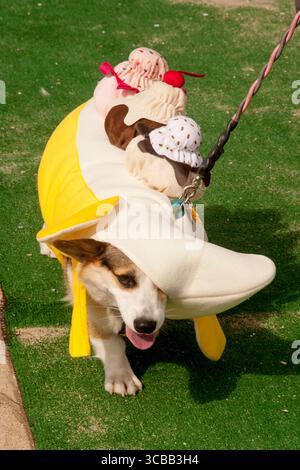Banana ice cream outside outdoors on deck or rustic wooden wood table ...