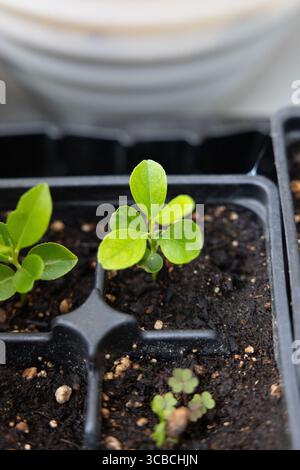 A green sprout of lemon in a pot. Seedling from the bones. Ripe lemon ...