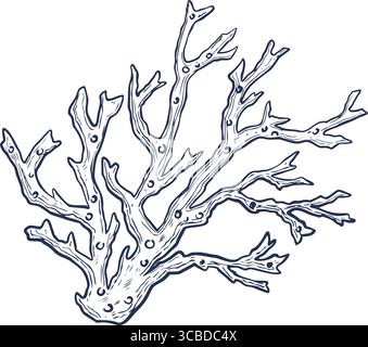 Vector Coral illustration. Etching of seaweed painted by black inks in ...