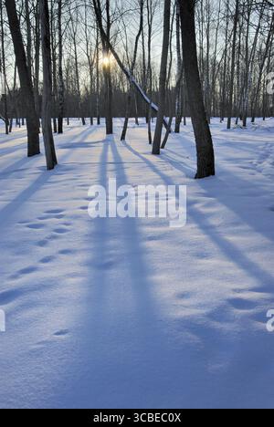 low sun and long shadows of snow blown into small piles Stock Photo - Alamy