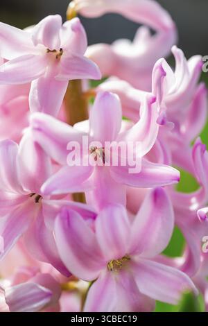 Macro closeup view of Hyacinth Pink Spring flowers on light pink ...
