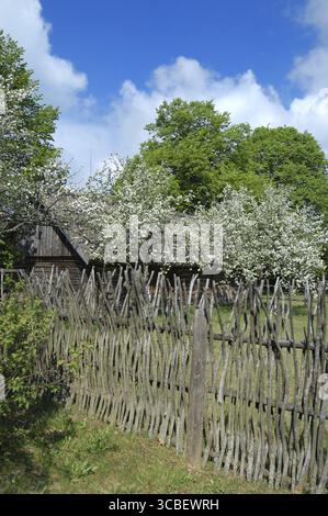 Apple blossom on a fence with blue sky Stock Photo - Alamy