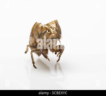 A closeup shot of a cicada shell Stock Photo - Alamy
