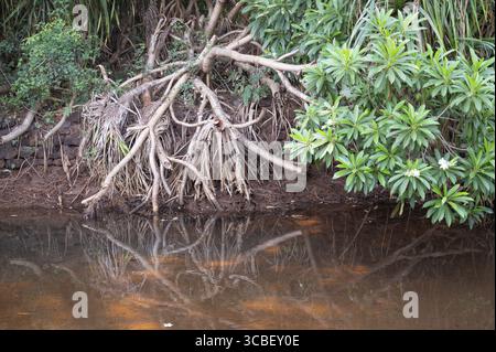 Rhizophora Mangle Red Mangrove, Coastal, Estuarine Ecosystem, Coast Of ...