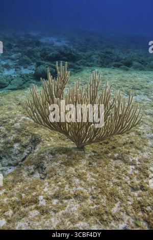 Photo underwater bottom of the Black sea with stones and pebbles in ...