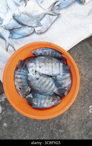 Fisherman caught pearl spot fish, Karimeen Pollichathu, traditional ...