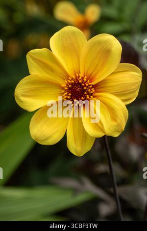 Yellow single dahlia 'Hadrian's Sunlight' in flower Stock Photo - Alamy
