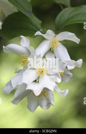 Closeup White Flowers Orange Jessamine Isolated on Black Background ...