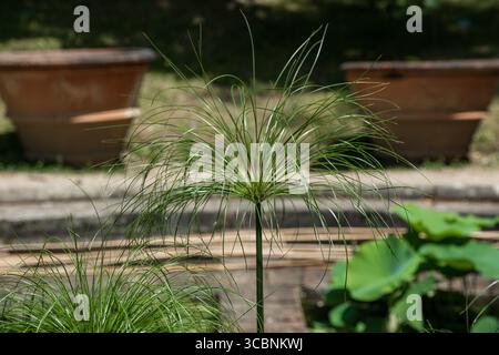 Botanical garden, papyrus plant Stock Photo - Alamy