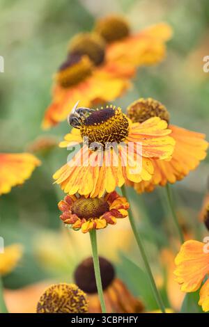 Helenium (Helenium 'Sahin's Early Flowerer', Helenium Sahin's Early ...