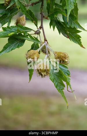 European Beech, Fagus sylvatica 'Asplenifolia' Autumn Leaves autumn ...