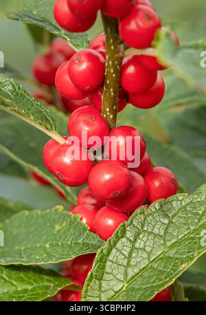 winterberry holly (Ilex verticillata Stock Photo - Alamy