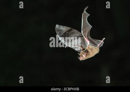 shrew-like long-tongued bat, Pallas' long-tongued bat (Glossophaga ...