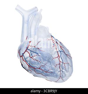 Illustration highlighting the major vasculature of the human heart ...