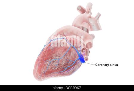 Illustration highlighting the coronary sinus of the human heart Stock ...