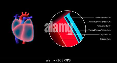 Illustration of the heart wall anatomy. The heart wall consists of thee ...
