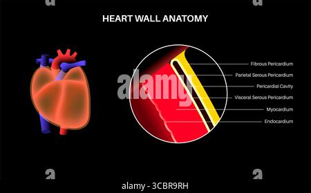 Illustration of the heart wall anatomy. The heart wall consists of thee ...