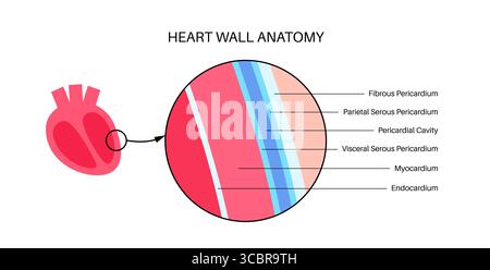 Illustration of the heart wall anatomy. The heart wall consists of thee ...