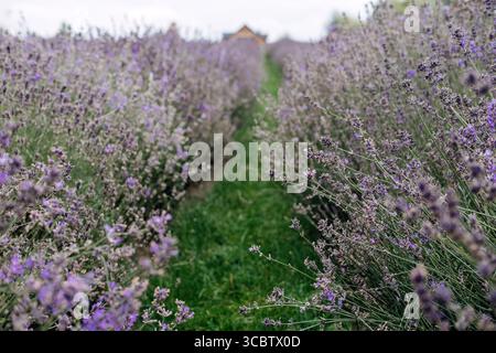 A narrow wooden path that cuts through dunes toward the open sea with ...