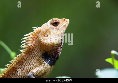 A closeup shot of an oriental garden lizard on a rough concrete surface ...