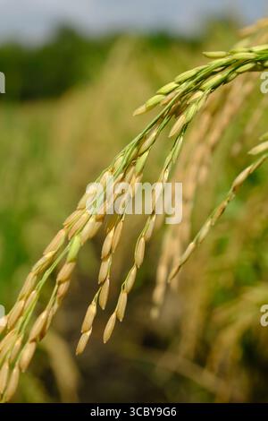 Close up of golden rice stalks in a field in rural Tosu Saga, Japan ...