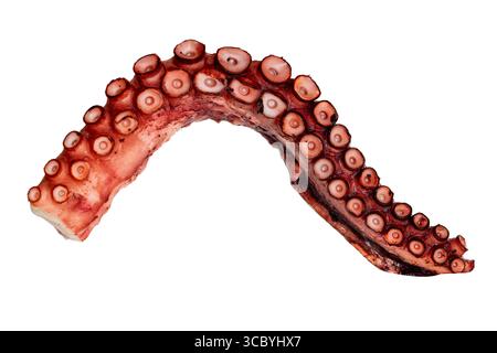 Octopus claw or tentacle isolated on white background. Fresh seafood ...