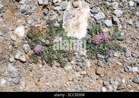 Centaurea raphanina raphanina is an acaulescent perennial herb endemic ...