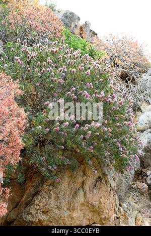Cretan ebony (Ebenus cretica) in flower, Festos, Crete, April Stock ...